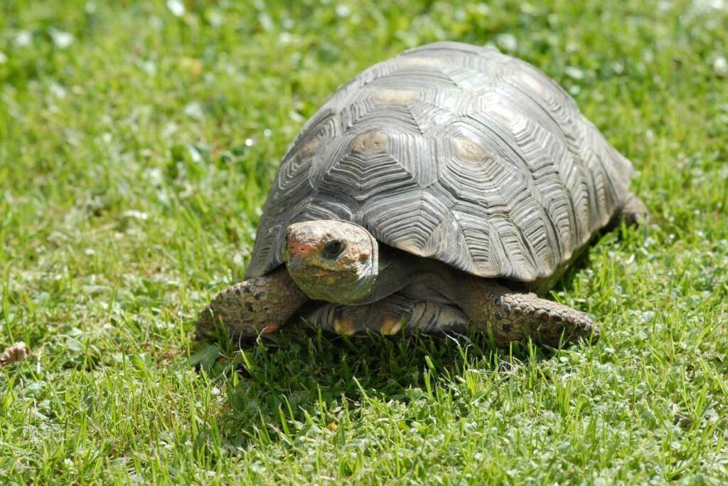 How to Know If Your Tortoise Is Stressed or Sick – Urbaki Pets