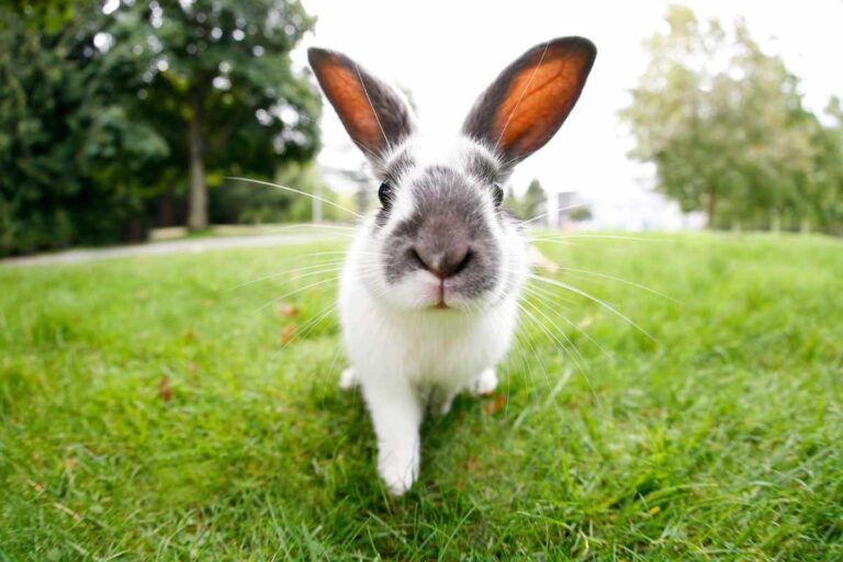 Clicker Training for Rabbits: Yes, It’s a Thing (And It Works ...