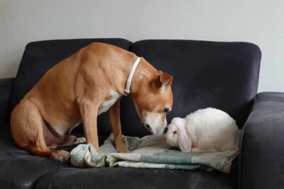 Caring for Senior Rabbits – What Changes to Expect and How to Help ...