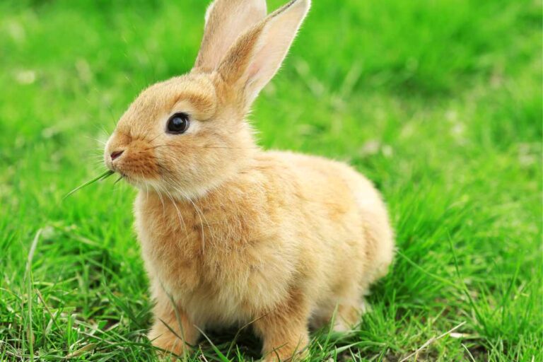 Clicker Training for Rabbits: Yes, It’s a Thing (And It Works ...