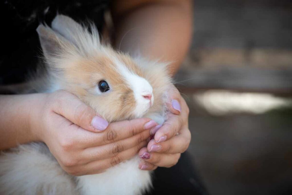 Socializing Your Rabbit – 5 Simple Tips for a Friendly Bunny – Urbaki Pets