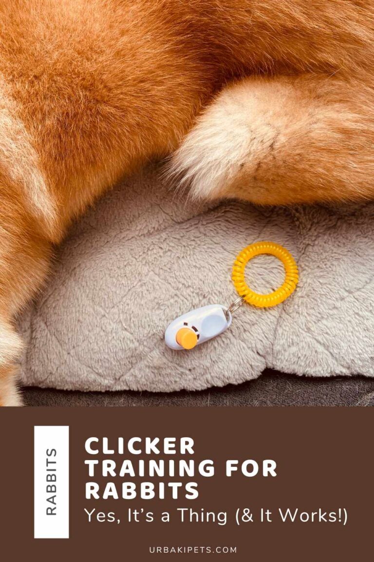Clicker Training for Rabbits: Yes, It’s a Thing (And It Works ...