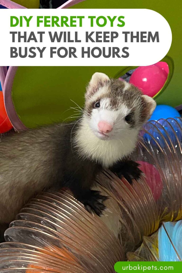 DIY Ferret Toys That Will Keep Them Busy for Hours – Urbaki Pets
