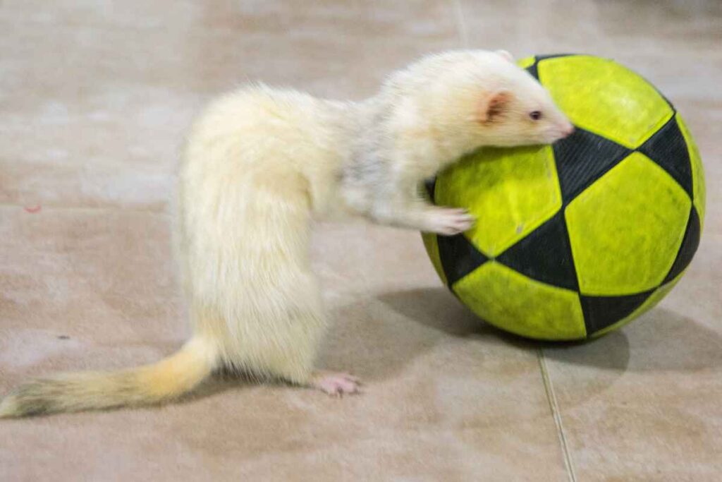 DIY Ferret Toys That Will Keep Them Busy for Hours – Urbaki Pets
