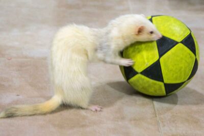 DIY Ferret Toys That Will Keep Them Busy for Hours – Urbaki Pets