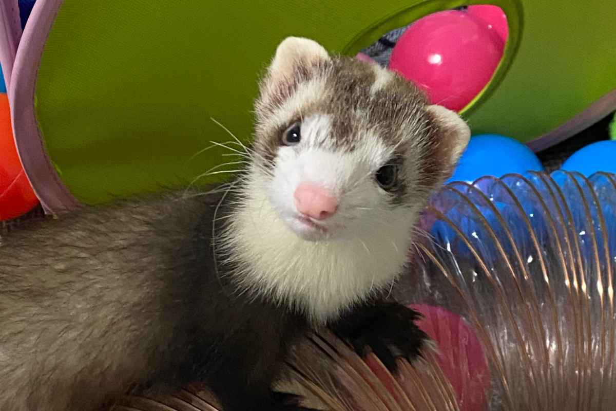 DIY Ferret Toys That Will Keep Them Busy for Hours – Urbaki Pets