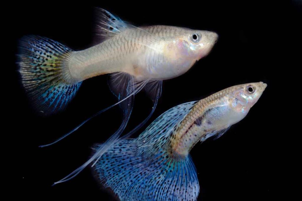 Guppy Tank Mates: Which Fish Get Along and Which to Avoid – Urbaki Pets