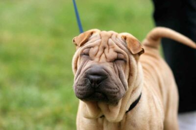 Shar Pei: Discover the Wrinkled Dog Breed and Its Fascinating History ...