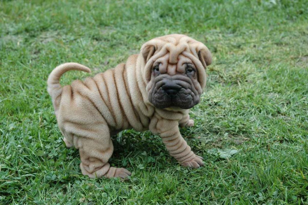 Shar Pei: Discover the Wrinkled Dog Breed and Its Fascinating History ...