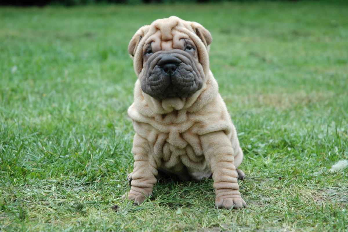 Shar Pei: Discover the Wrinkled Dog Breed and Its Fascinating History ...