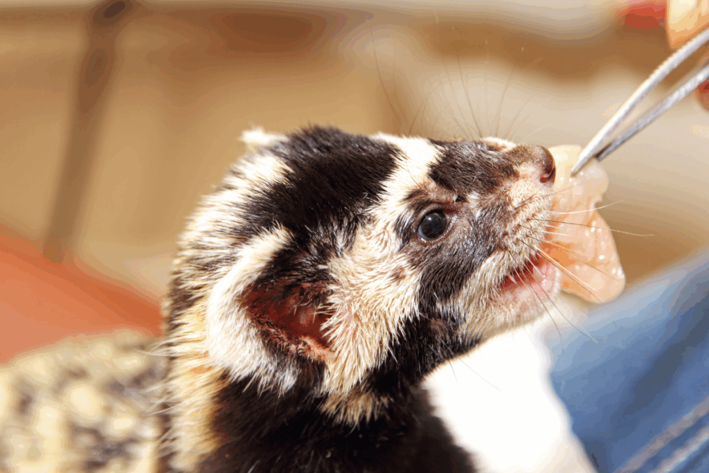 Ferret Care Essentials: Diet, Training, and Socialization Tips – Urbaki ...