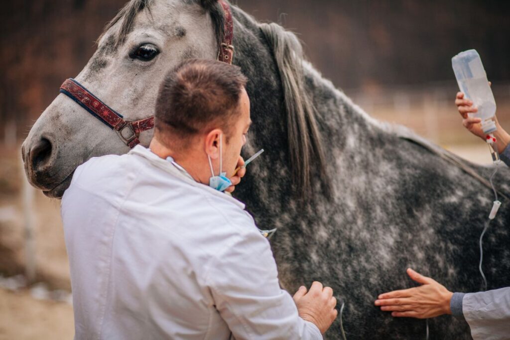 How to Detect and Prevent Dehydration in Horses: Key Signs to Watch ...