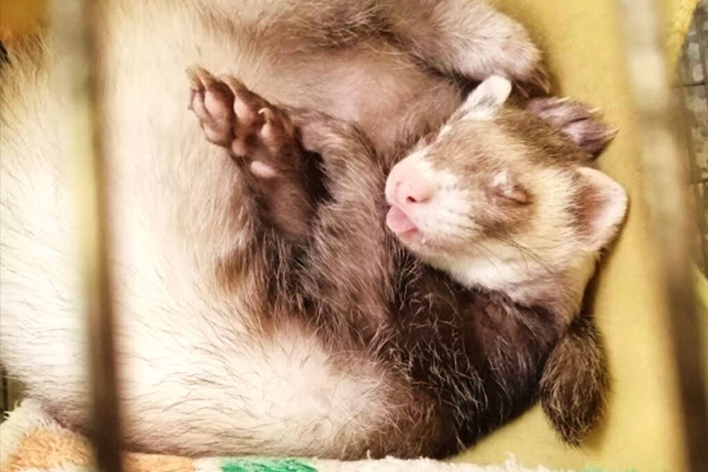 How to Introduce a New Ferret to Your Home Safely – Urbaki Pets
