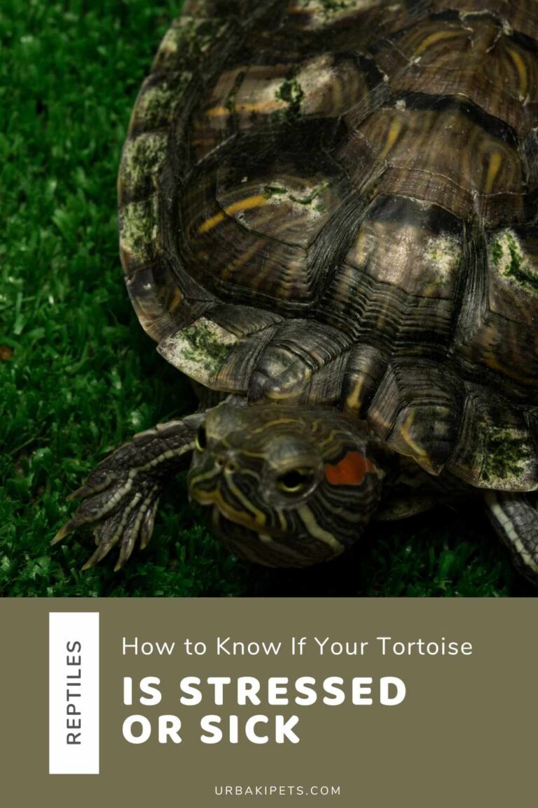 How to Know If Your Tortoise Is Stressed or Sick – Urbaki Pets