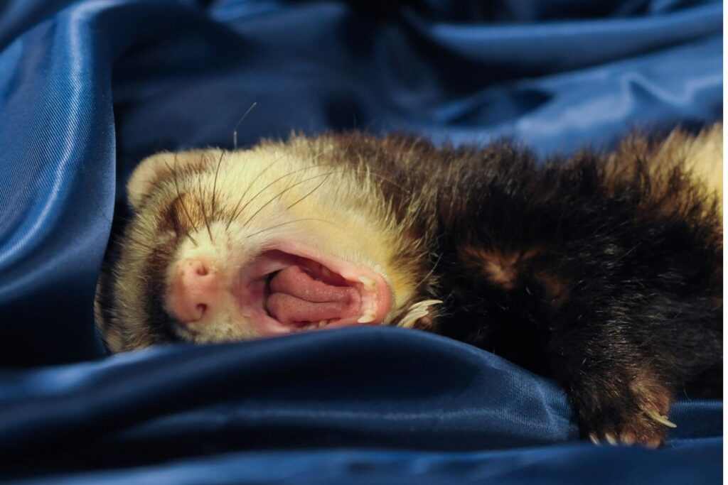 Recognizing Illness in Ferrets: 5 Warning Signs Every Owner Should Know ...
