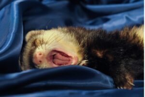 Recognizing Illness in Ferrets: 5 Warning Signs Every Owner Should Know ...