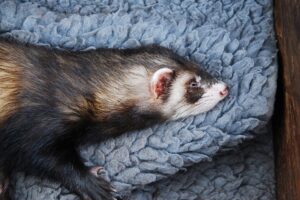 Recognizing Illness in Ferrets: 5 Warning Signs Every Owner Should Know ...