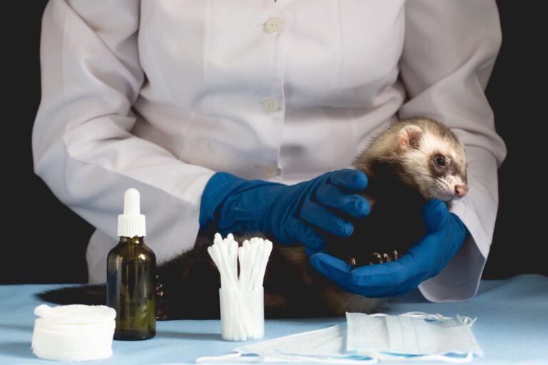 Recognizing Illness in Ferrets: 5 Warning Signs Every Owner Should Know ...