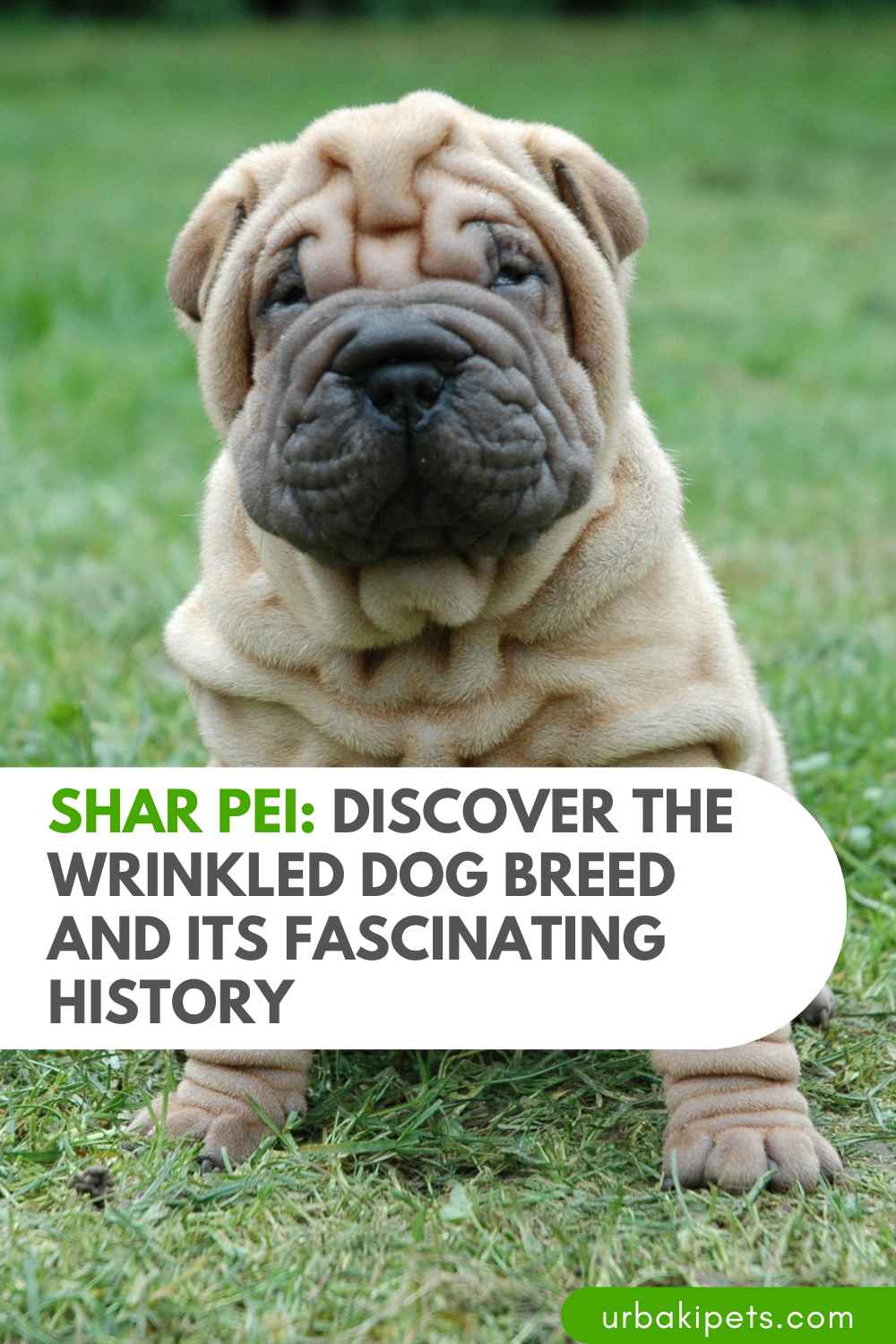 Shar Pei: Discover the Wrinkled Dog Breed and Its Fascinating History ...