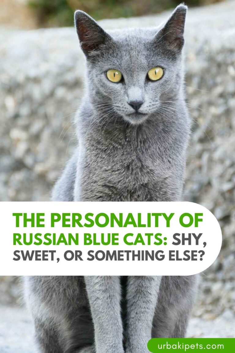The Personality of Russian Blue Cats: Shy, Sweet, or Something Else ...