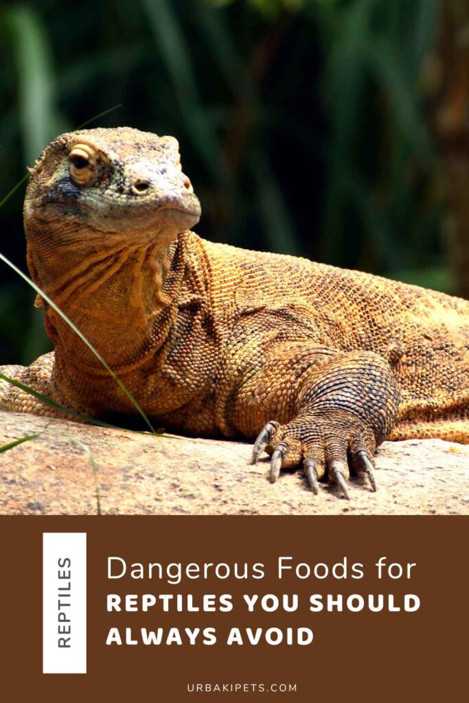 Dangerous Foods for Reptiles You Should Always Avoid – Urbaki Pets