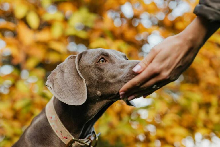 Dog Breeds Known for Exceptional Scent Detection Skills – Urbaki Pets