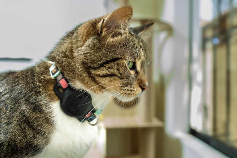 Using Wearable Technology to Monitor Your Pet’s Health – Urbaki Pets