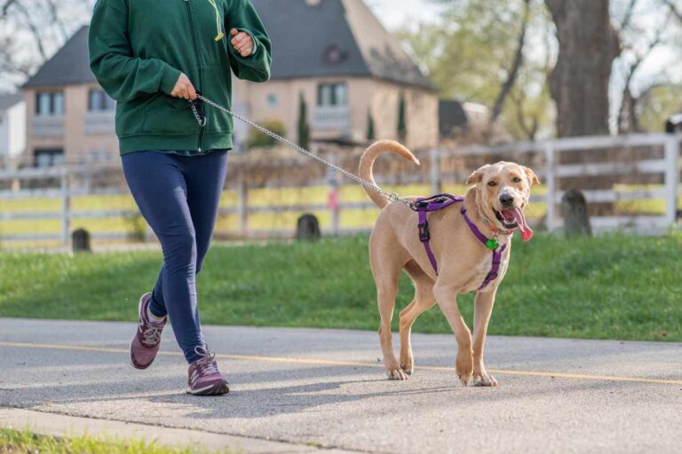 Using Wearable Technology to Monitor Your Pet’s Health – Urbaki Pets