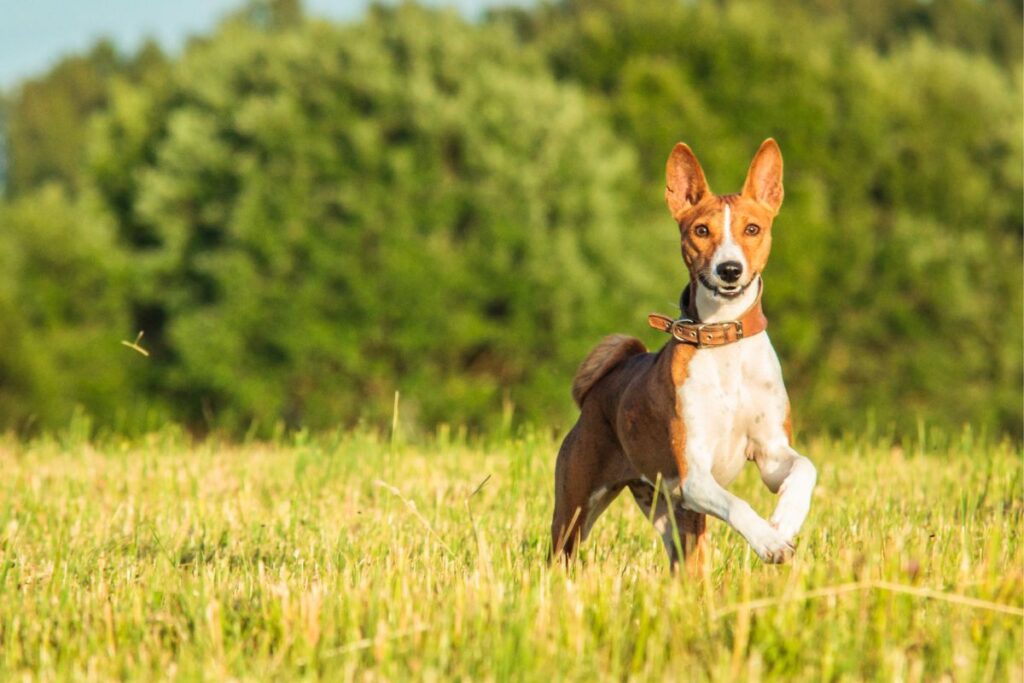 Basenji: The “Barkless” Dog’s Temperament and Care – Urbaki Pets