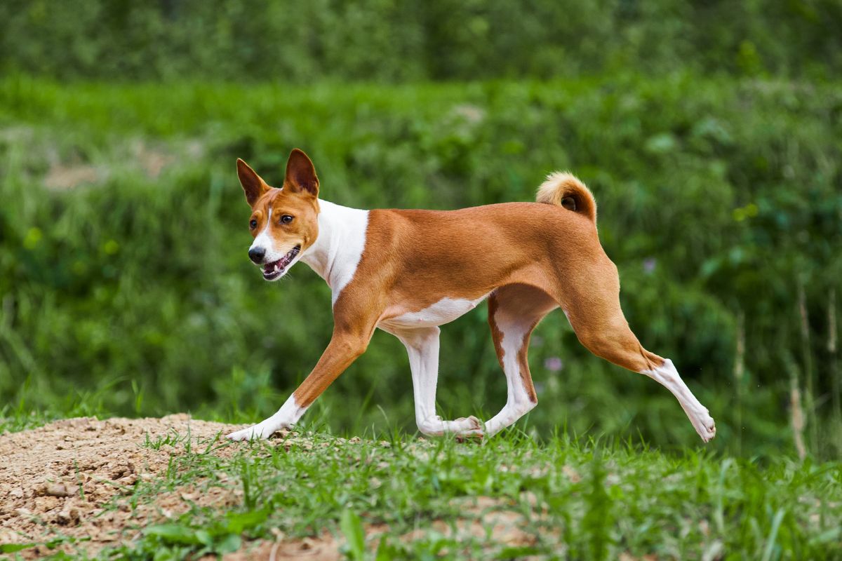 Basenji: The “Barkless” Dog’s Temperament and Care – Urbaki Pets