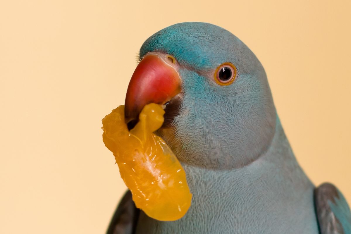 Indian Ringneck Parakeets: Talking and Training Tips – Urbaki Pets
