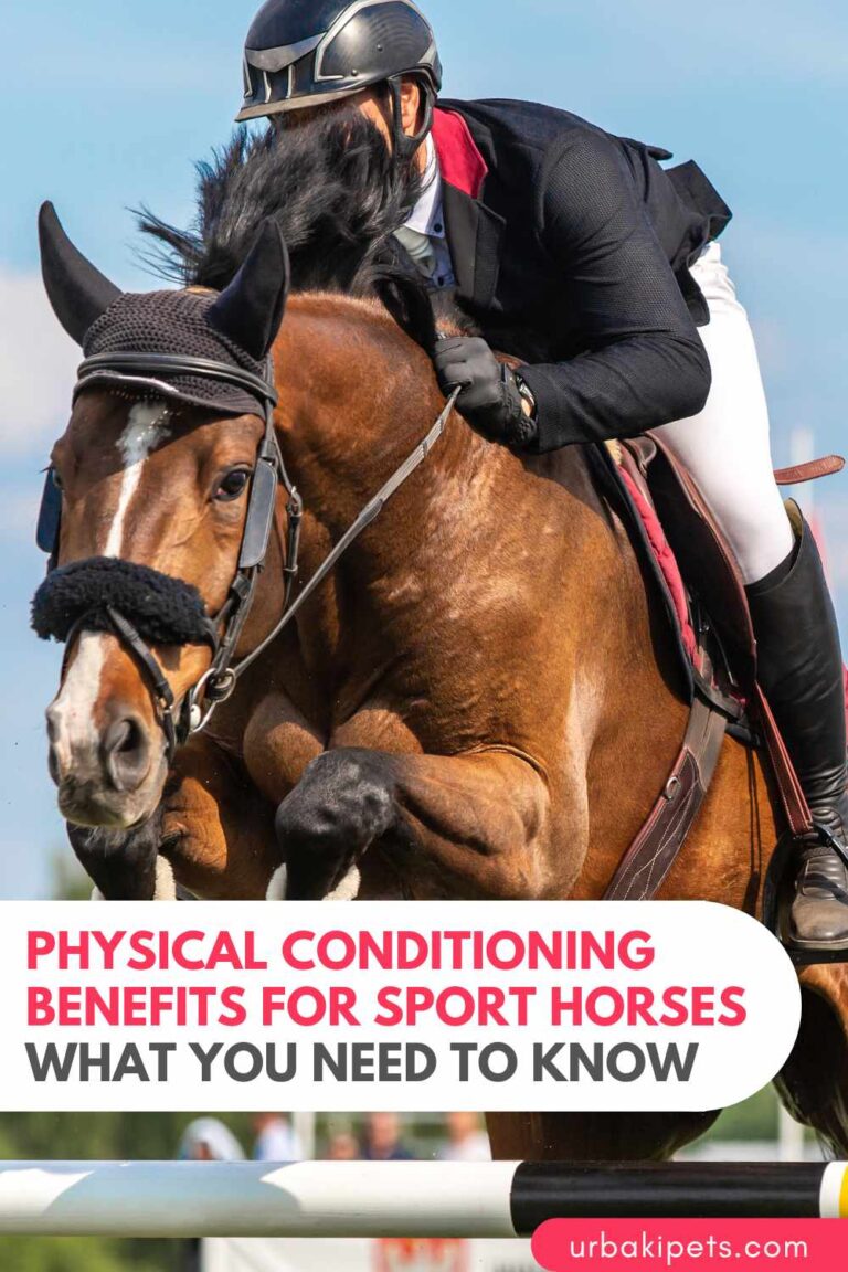 Physical Conditioning Benefits for Sport Horses – What You Need to Know ...