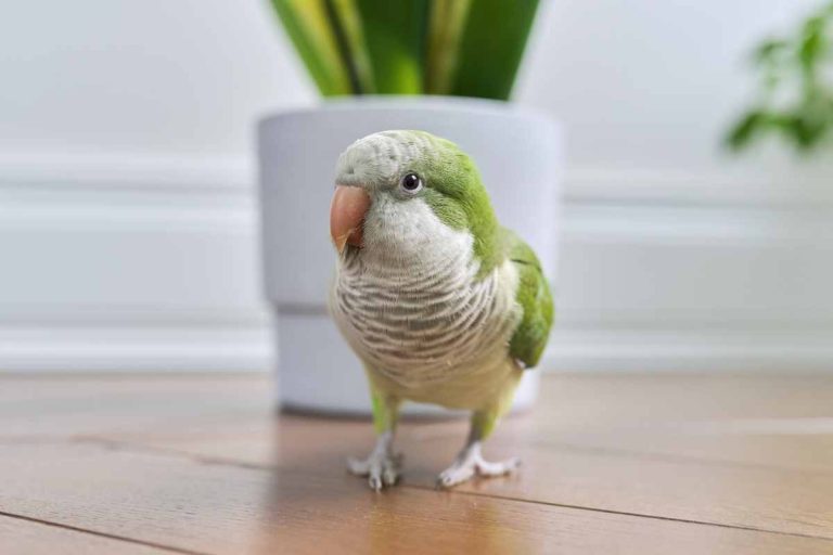 Quaker Parrots – Personality and Social Needs – Urbaki Pets