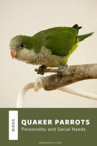 Quaker Parrots – Personality and Social Needs – Urbaki Pets
