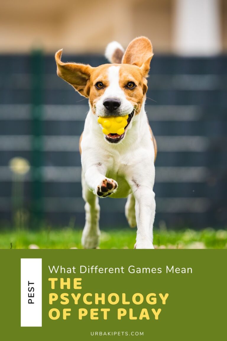 The Psychology of Pet Play: What Different Games Mean – Urbaki Pets