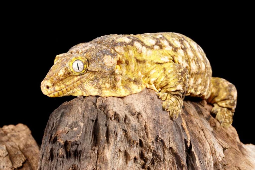 Rare Gecko Species – Characteristics and Habitat Needs – Urbaki Pets