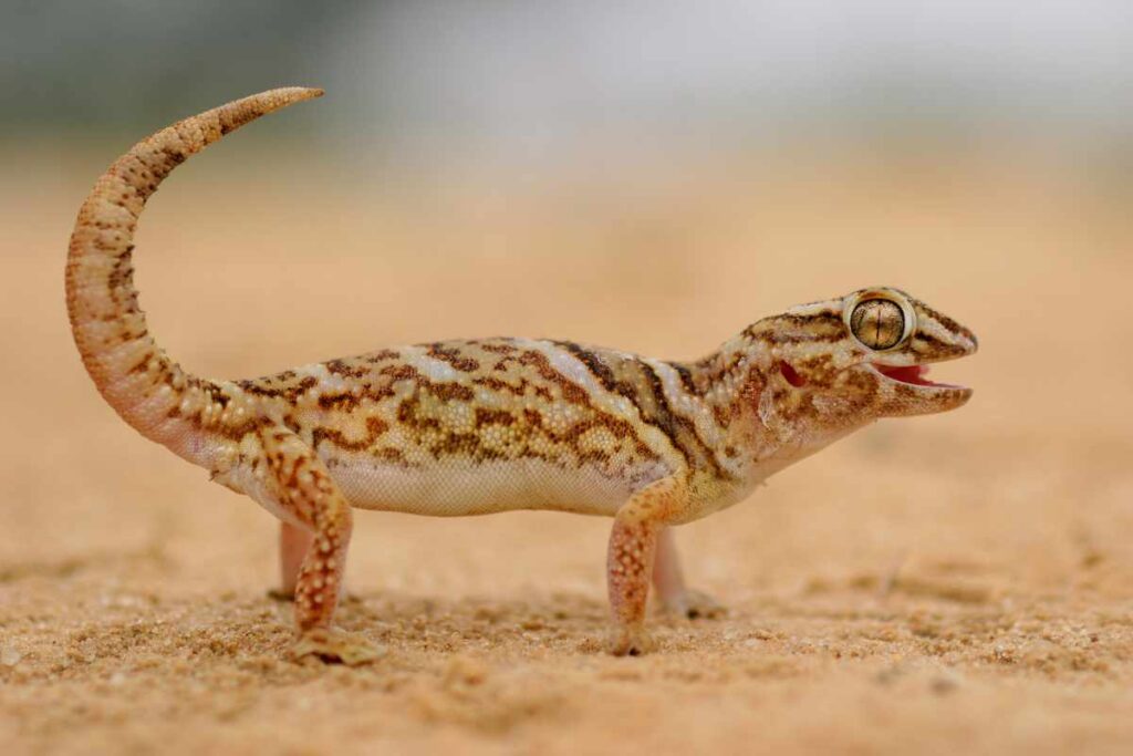Rare Gecko Species – Characteristics and Habitat Needs – Urbaki Pets