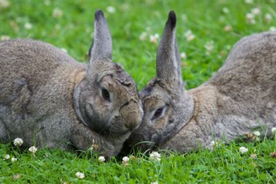 Rex Rabbits: Social Behavior and Handling – Urbaki Pets