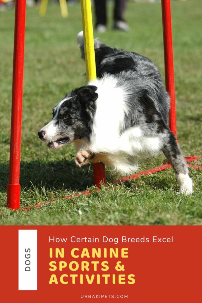 How Certain Dog Breeds Excel in Canine Sports and Activities – Urbaki Pets