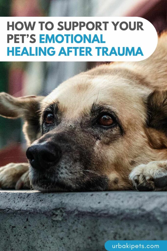 How to Support Your Pet’s Emotional Healing after Trauma – Urbaki Pets