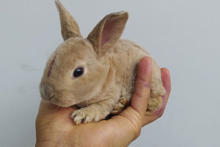 Teaching Your Rabbit Tricks: A Step-by-Step Guide! – Urbaki Pets