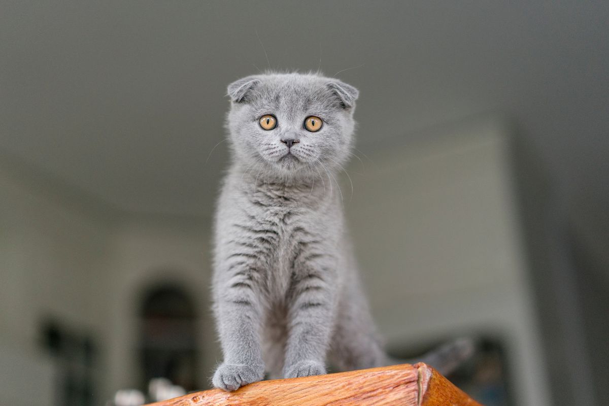 Scottish Fold Cats: Unique Ears and Their Care – Urbaki Pets