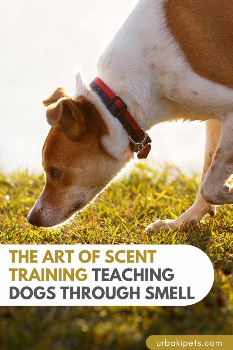 The Art of Scent Training – Teaching Dogs through Smell – Urbaki Pets