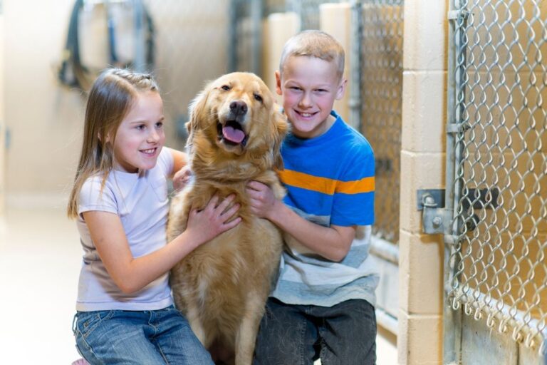 The Future of Pet Adoption: Virtual and AI-Powered Matchmaking – Urbaki ...