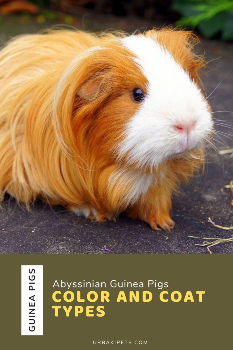 Abyssinian Guinea Pigs: Color and Coat Types – Urbaki Pets