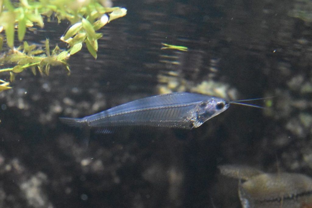 Glass Catfish: Unique Appearance and Care – Urbaki Pets