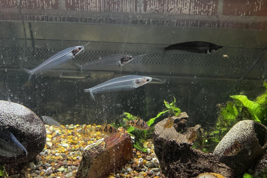 Glass Catfish: Unique Appearance and Care – Urbaki Pets