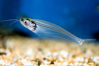 Glass Catfish: Unique Appearance and Care – Urbaki Pets