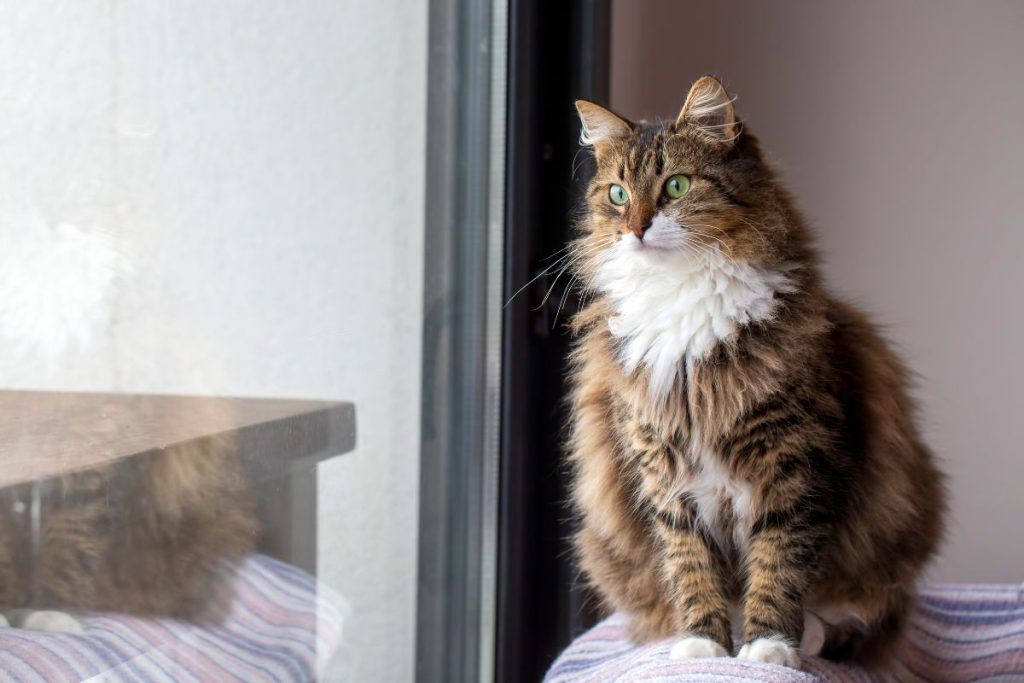 Norwegian Forest Cats: Adaptations to Cold Climates – Urbaki Pets
