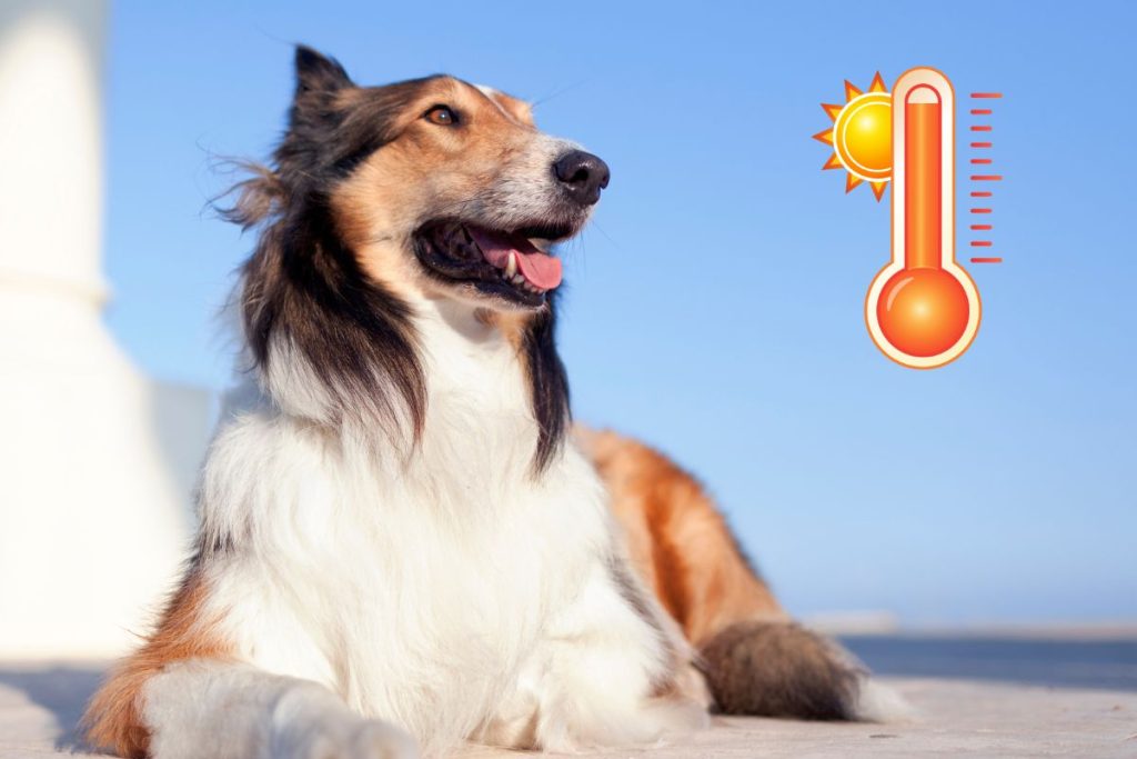 Preparing Your Pet for Climate Change: Tips for Extreme Weather ...